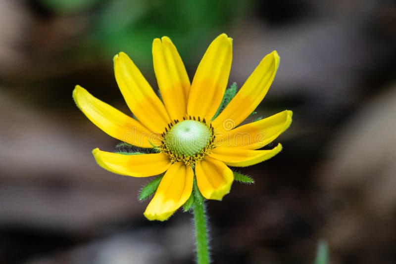 Bright daisy stock image. Image of botany, daisy, bright - 162537557