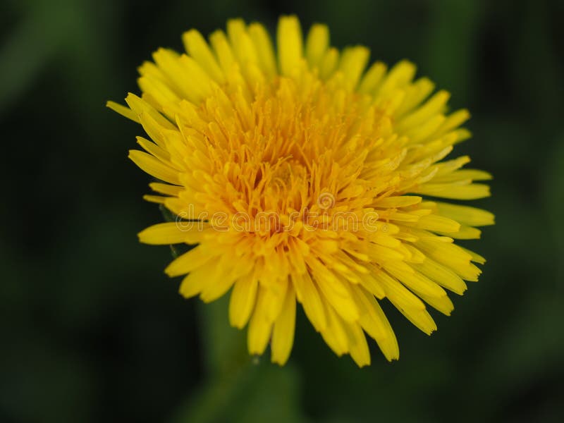 Big dandelion stock image. Image of flower, forest, bright - 93705775