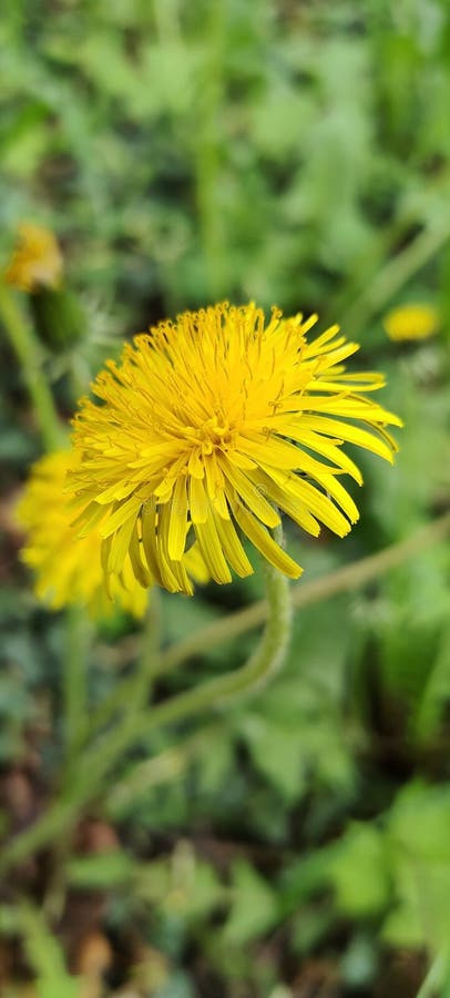 Bright dandelion stock photo. Image of paints, flower - 376826726