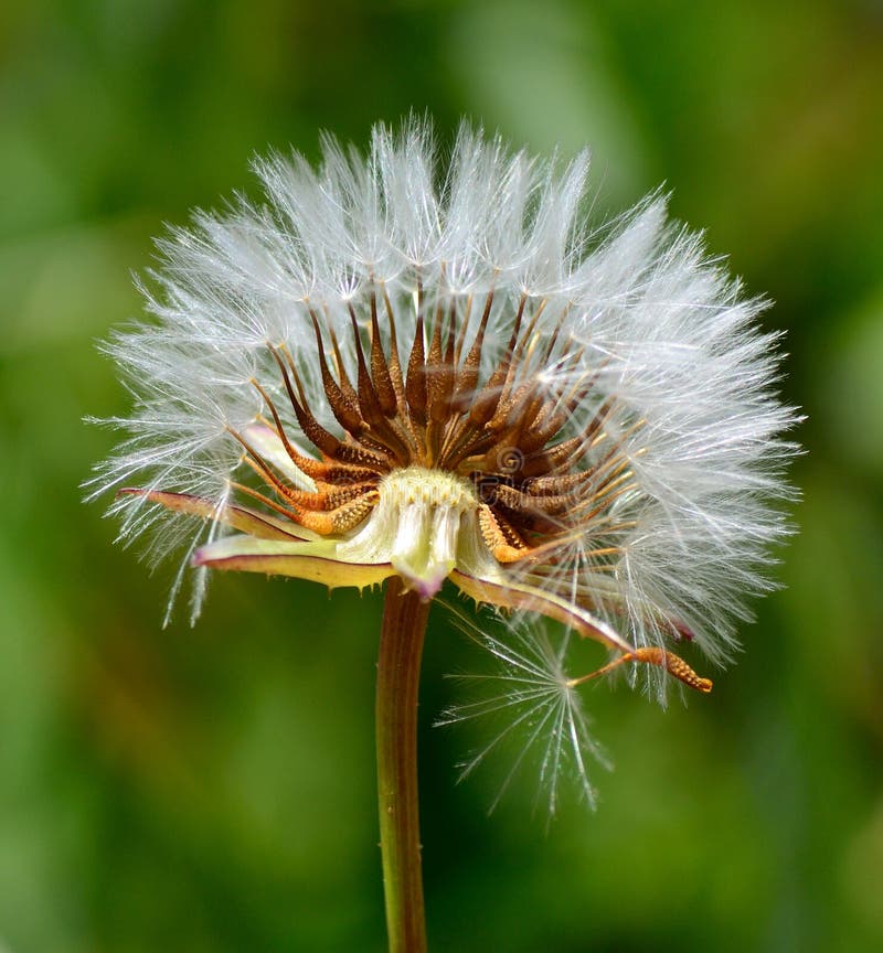 Bright Dandelion in Full Splendor Stock Photo - Image of bloom, biodiversity: 61809004