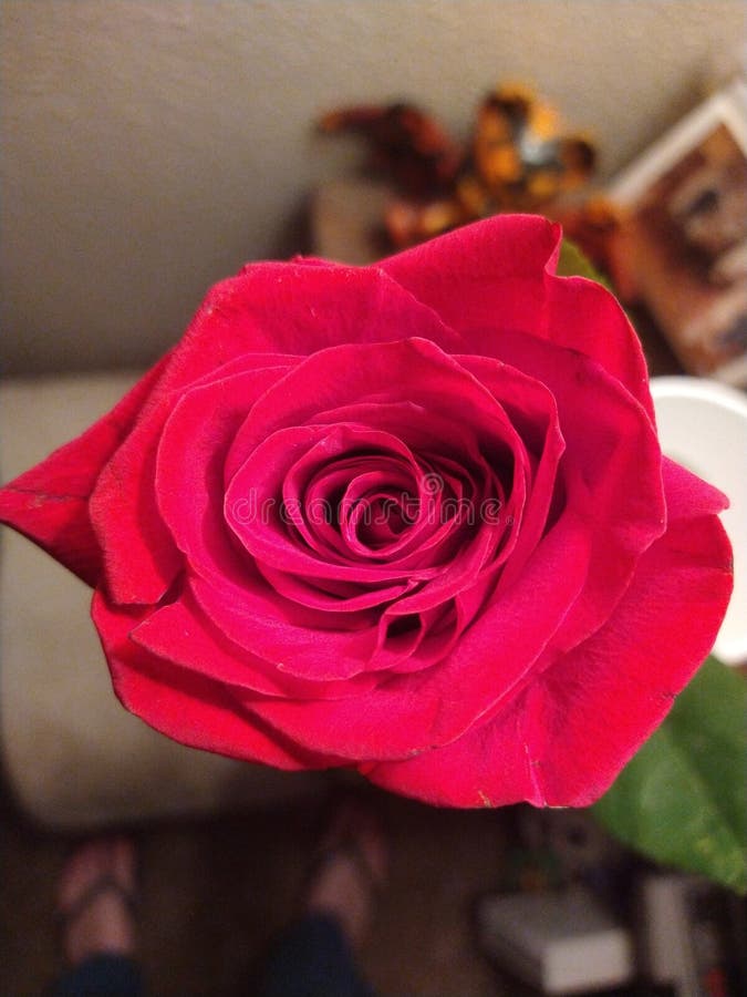 Bright Dark Pink Rose stock photo. Image of bouquet - 289862622