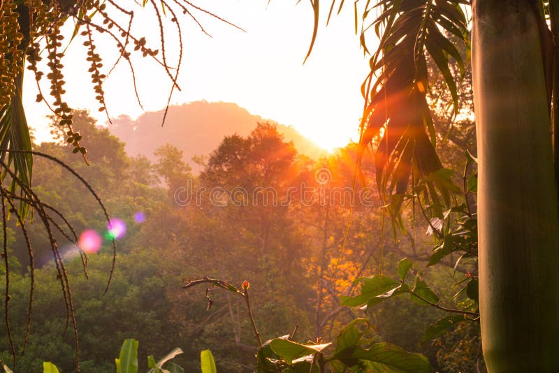 Bright dawn in the jungle stock image. Image of colorful - 178765225