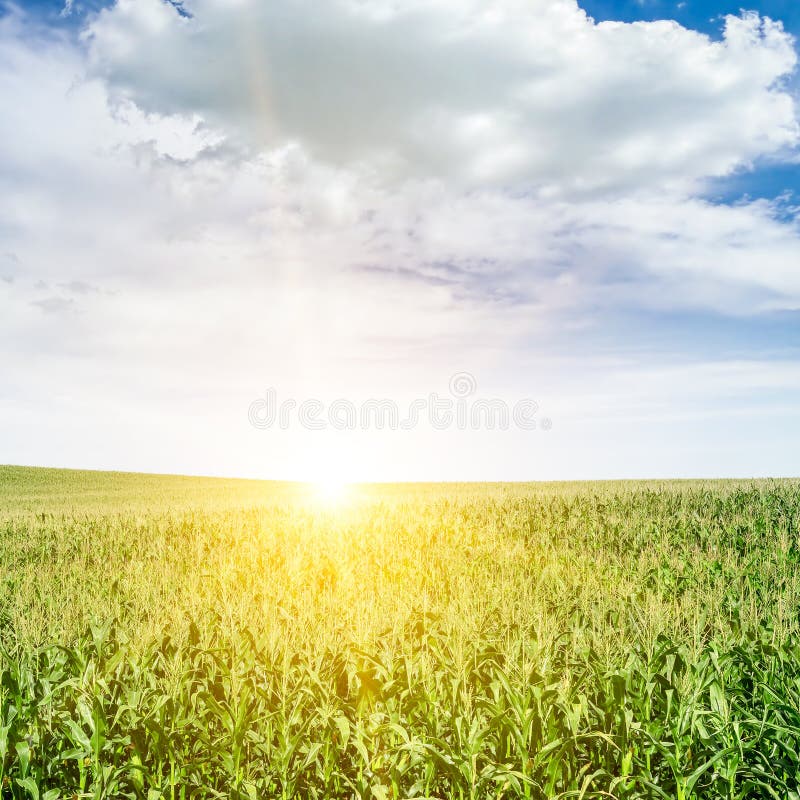 Bright Dawn Over Corn Field. Stock Image - Image of corn, crop: 120735853