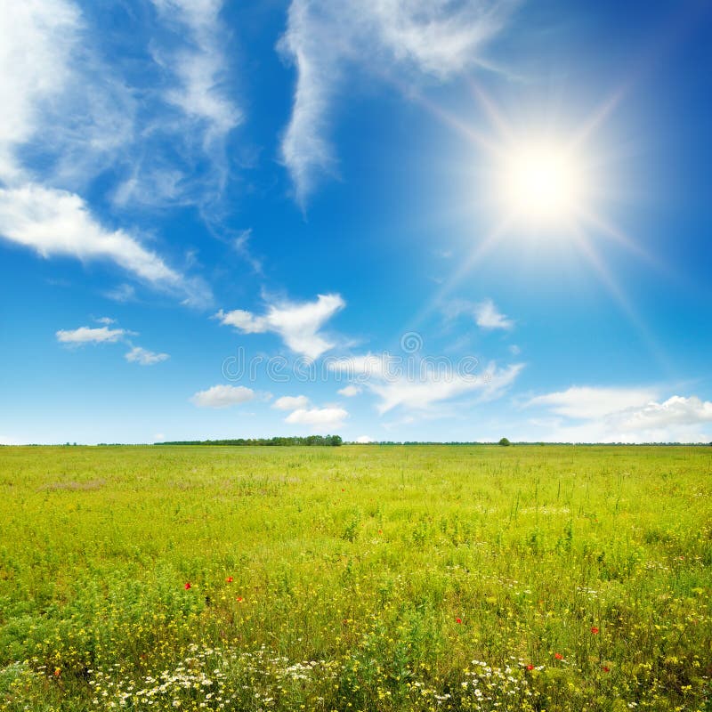 Bright Dawn Over Field of Beautiful Flowers in Grass Stock Image ... Bright Dawn Over Field of Beautiful Flowers in Grass Stock Image ...