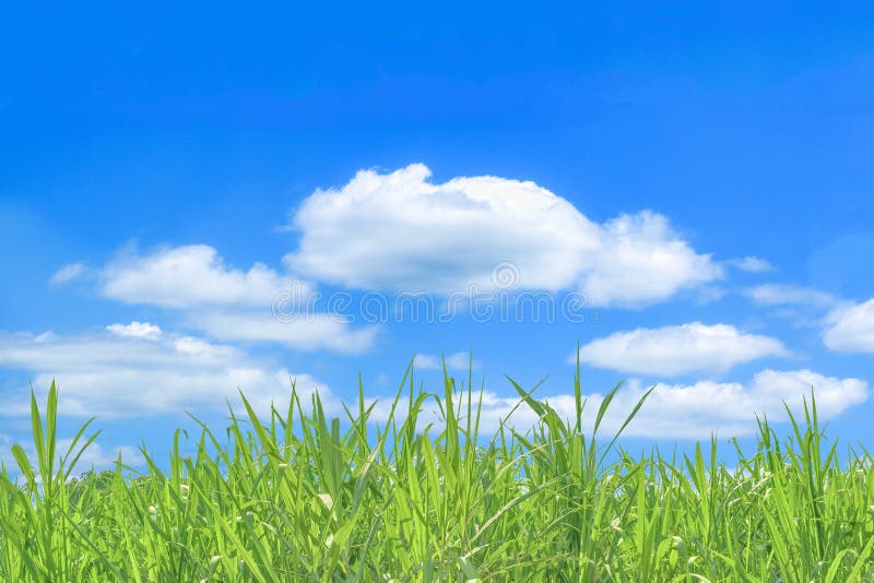 Bright Day Field Background Stock Image - Image of meadow, bright ...