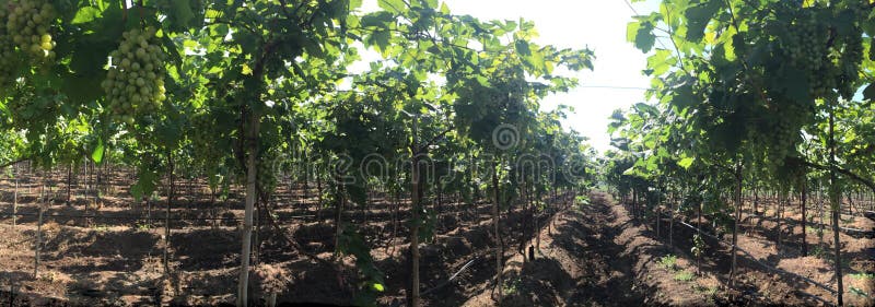 Bright Day Grapevine yard stock photo. Image of nashik - 137292690
