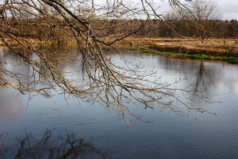 Oak Branches Over the River. Stock Image - Image of autumn, wild: 111933779