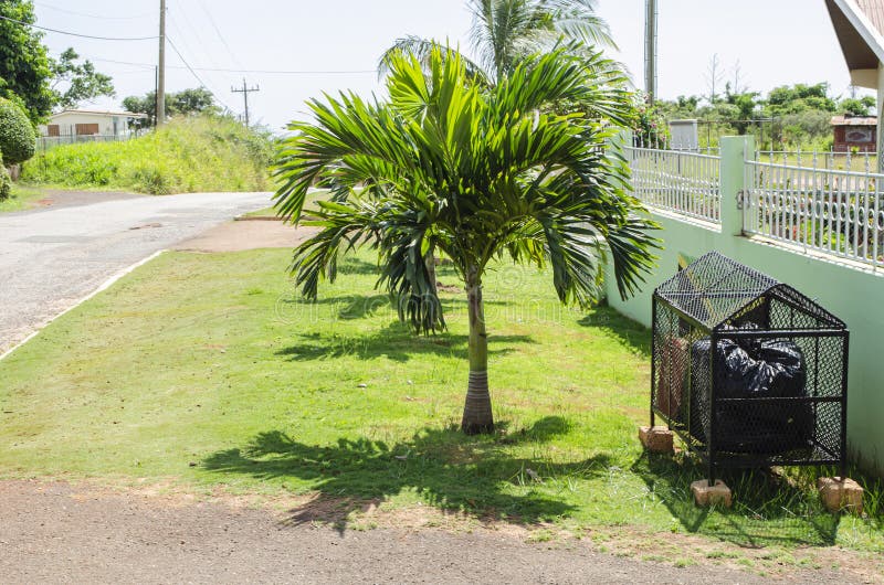 Clean Environment stock photo. Image of arecaceae, landscape - 276551306