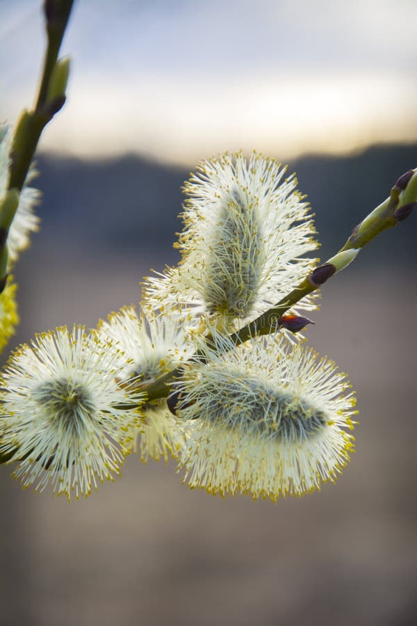 On a Bright Day in the Spring Willow Twig Stock Image - Image of ...