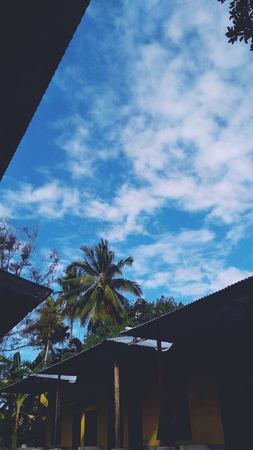 Bright Daylight with Sun Hugging Itself Stock Image - Image of tree ...