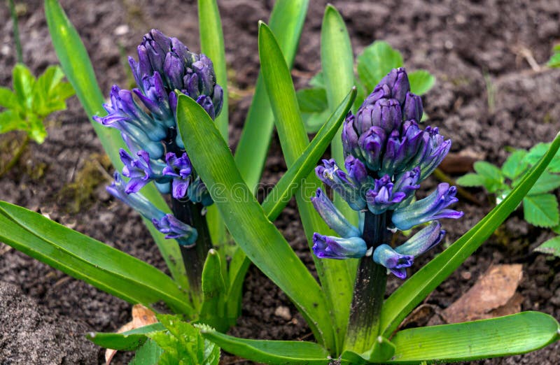 Twin Hyacinth Stock Photos - Free & Royalty-Free Stock Photos from ...