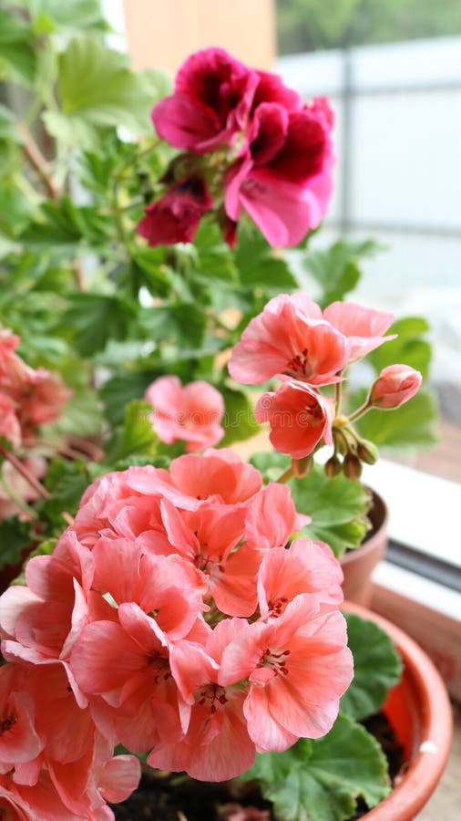 Bright Blooming Geranium on the Windowsill Stock Image - Image of ...