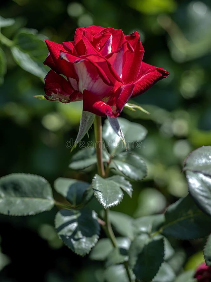 Bright Delicate Red Rose on a Bush on a Blurred Natural Background ...