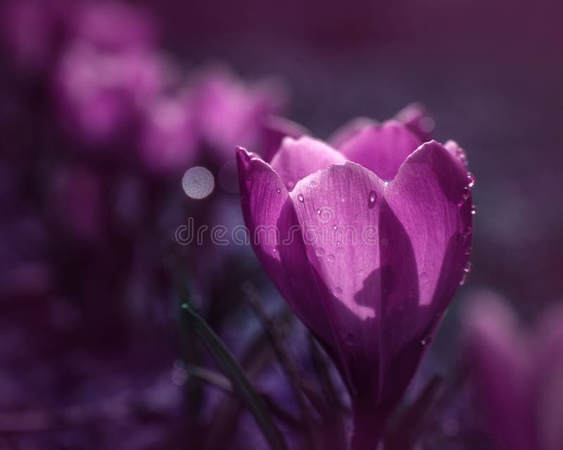 Bright Delicate Spring Flower Stock Image - Image of seasonal ...