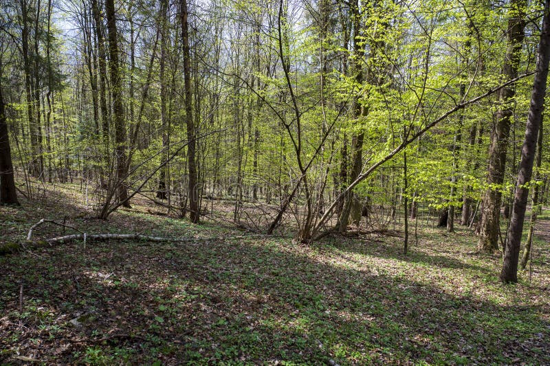 Bright Dense Forest with Trees and Bushes Stock Photo - Image of ...
