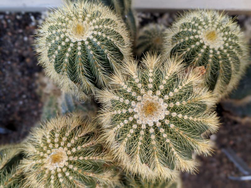 Close-up of Cactus Plants Displaying Unique Patterns and Natural Beauty ...