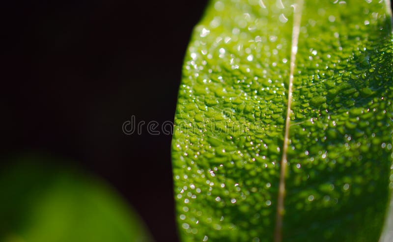 Bright Dew Drop on a Fresh Green Leaf Macro Shot Stock Image - Image of ...