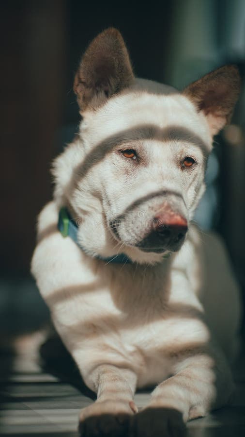 A bright dog with shadow stock photo. Image of animal - 221678782