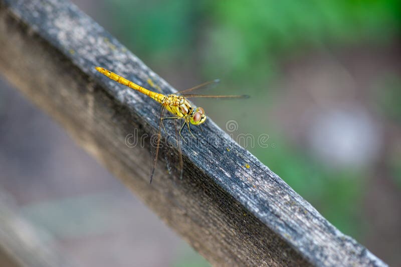 Bugs Bunny Logo Cuadricula Stock Photos - Free & Royalty-Free Stock ...