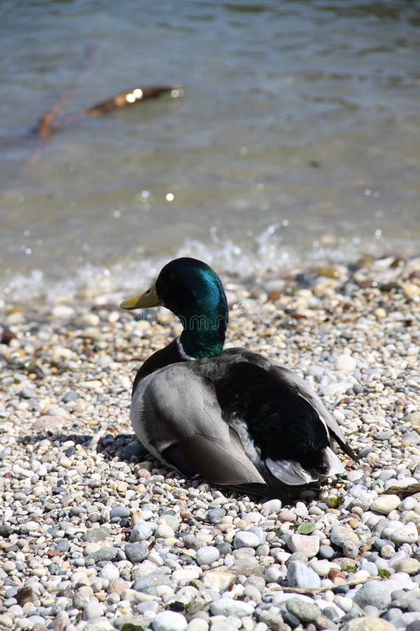 Bright duck on coast stock image. Image of energetic - 131742881