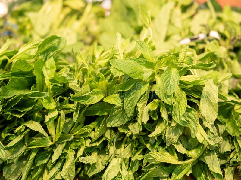 Bright Edible Greens Close Up. Stock Image - Image of lettuce, bright ...