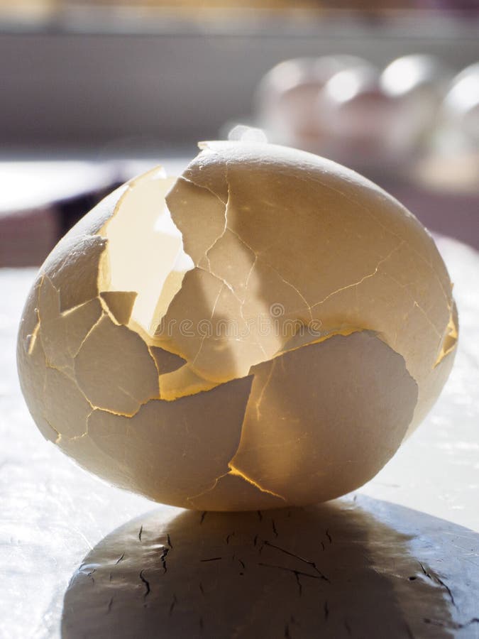 Bright Eggshell Texture Illuminated by the Bright Sun, Close- Up ...