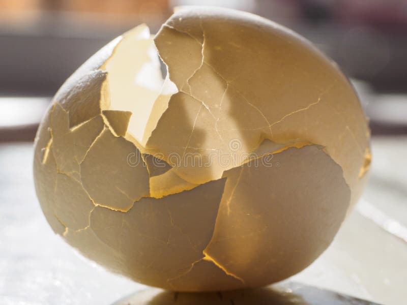 Bright Eggshell Texture Illuminated by the Bright Sun, Close- Up ...