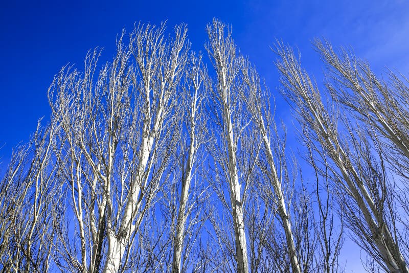 Bright Elm Branches Under Blue Sky Stock Image - Image of lonely, blue ...
