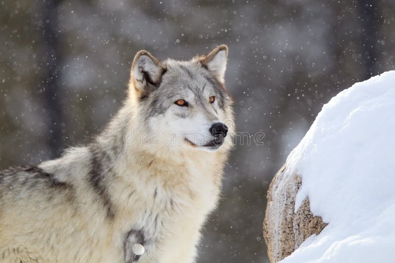 Bright eye timber wolf stock image. Image of nature, snow - 85521133