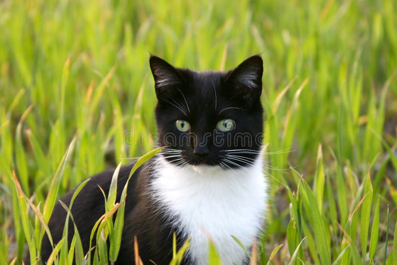 Bright eyed cat stock photo. Image of meadow, attention - 2307822