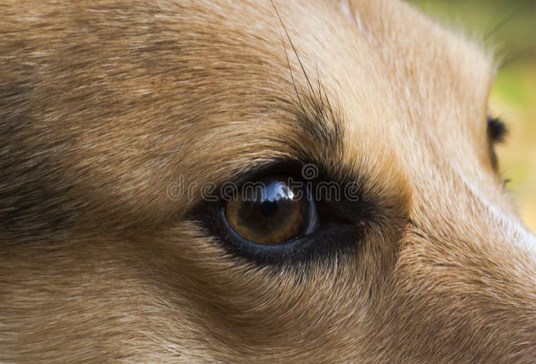 Bright eyes stock image. Image of tame, eyes, pets, deep - 78365113
