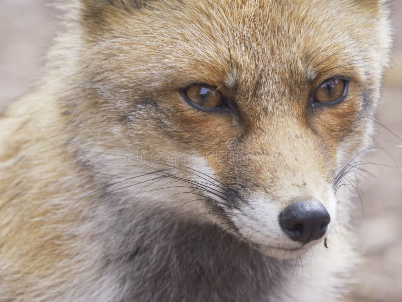 Bright Eyes Forest Watcher Stock Photos - Free & Royalty-Free Stock ...