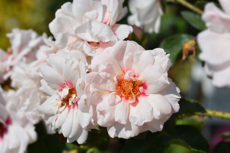 Bright Eyes Rose stock image. Image of rose, flower - 202989191