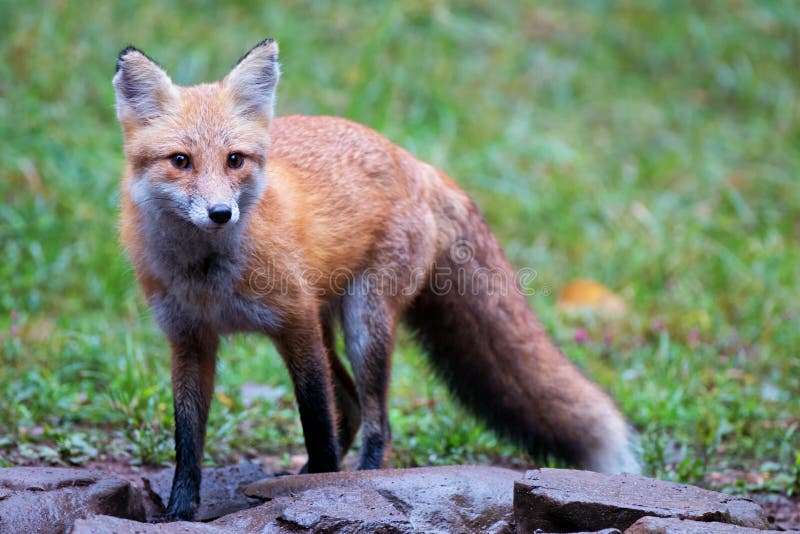 Bright Face stock photo. Image of bright, carnivore, grass - 81301214