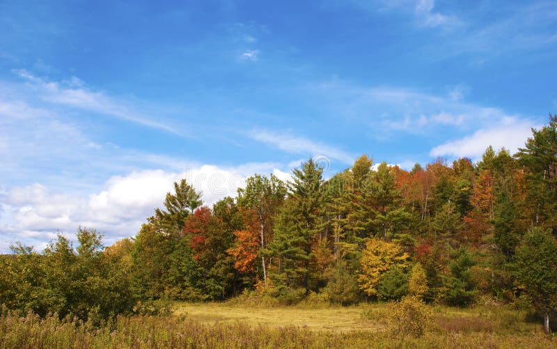 Bright Fall Colors stock photo. Image of changing, weeds - 11323030
