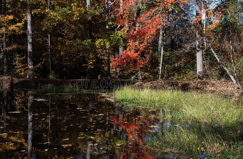 Bright Fall Colors Reflecting in Pond Stock Photo - Image of nature ...