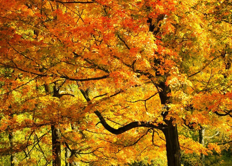 Fall Color in Nashville stock photo. Image of foliage - 3015780