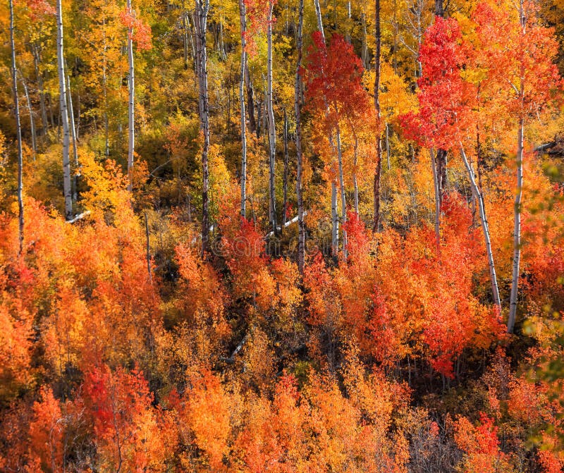 Bright Fall Foliage of Aspen and Cotton Wood Trees Stock Photo - Image ...