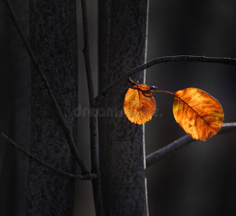 Fall Leaves Isolated on Dark Trees Stock Photo - Image of dark ...
