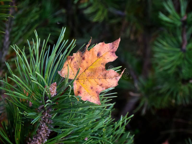 A Maple Leaf Fell on a Pine Branch. Stock Image - Image of fall, green ...