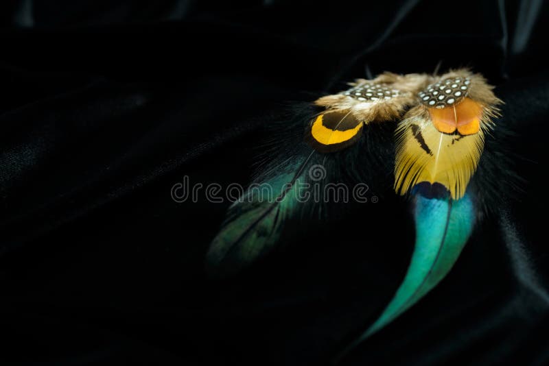 Bright feathers background stock photo. Image of black - 66923230