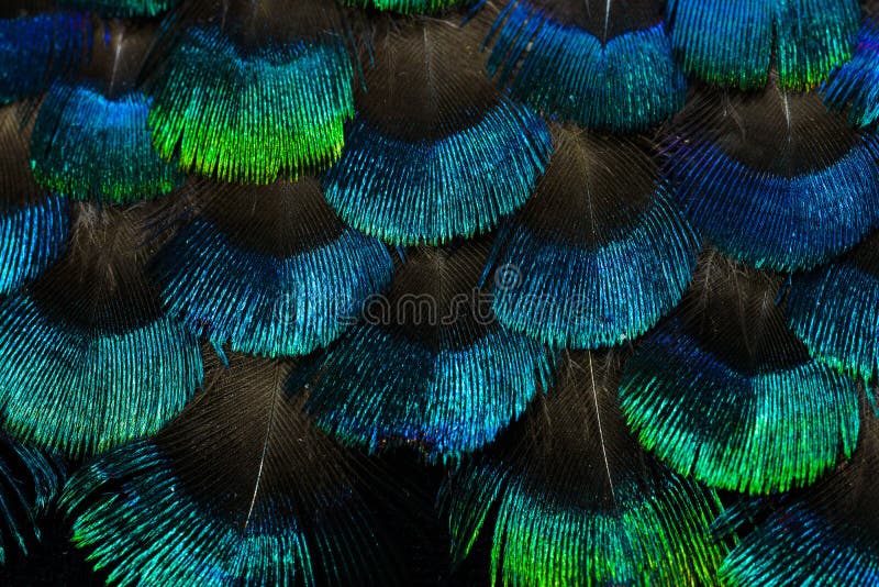 Bright feathers background stock photo. Image of closeup - 80587296