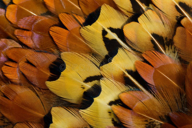 Bright feathers background stock photo. Image of closeup - 80587296