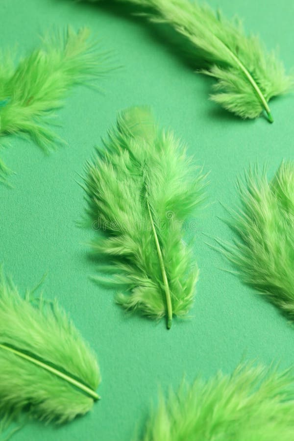 Bright Feathers on Green Background, Flat Lay Stock Photo - Image of ...