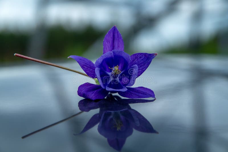 Bright field bell stock image. Image of droplet, bell - 188807585