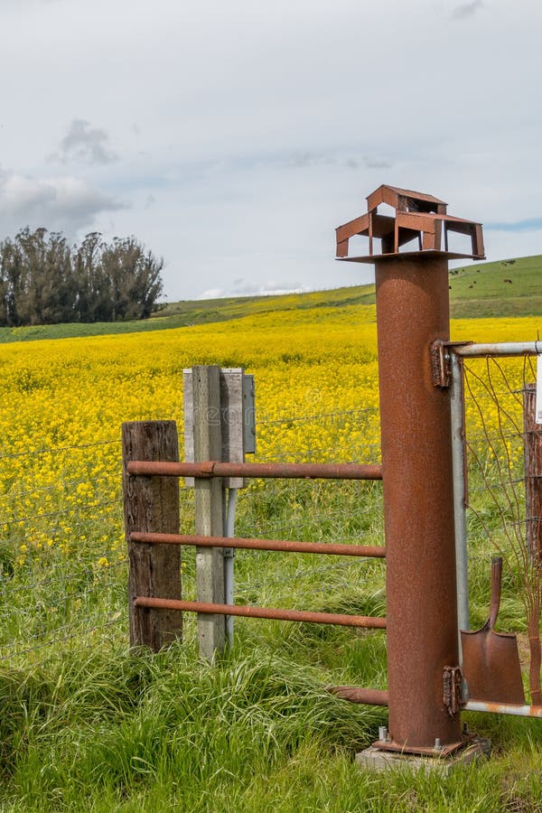 A Bright Field of Muster is Behind a Rusty Rail Fence and Large ...