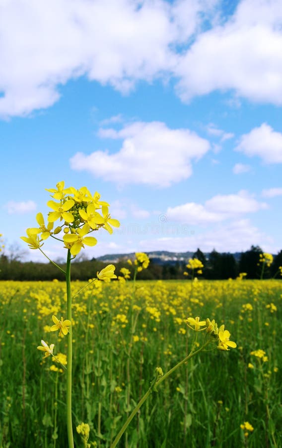 Bright Mustard Flowers stock photo. Image of green, outdoors - 2193838
