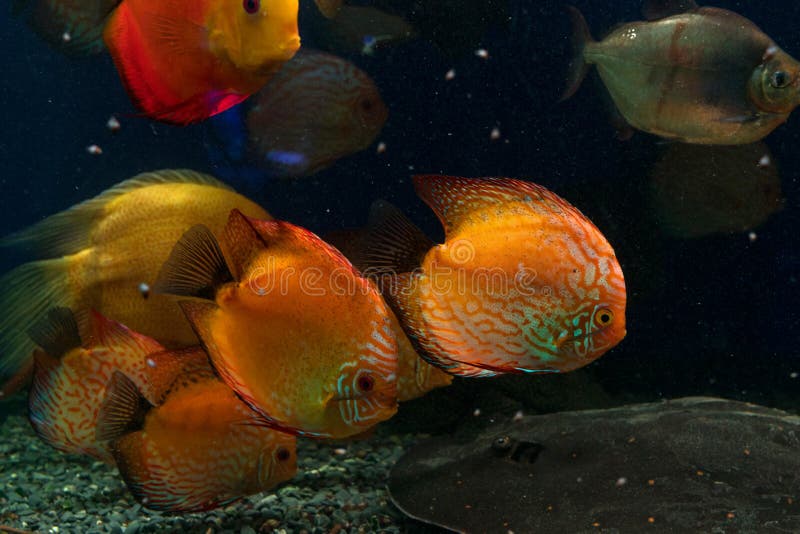 Bright Fish Swim in the Aquarium Stock Photo - Image of bubbles ...
