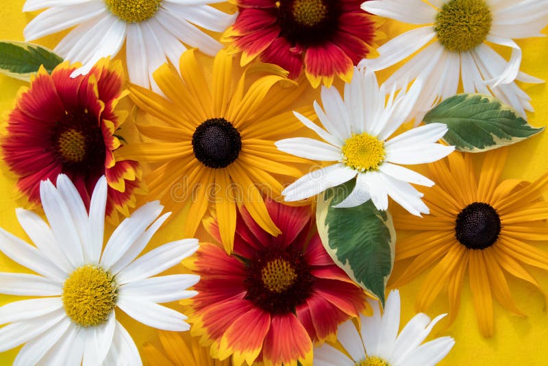 A Bright Floral Arrangement. Top View, Flat Layout. Postcard. Stock ...