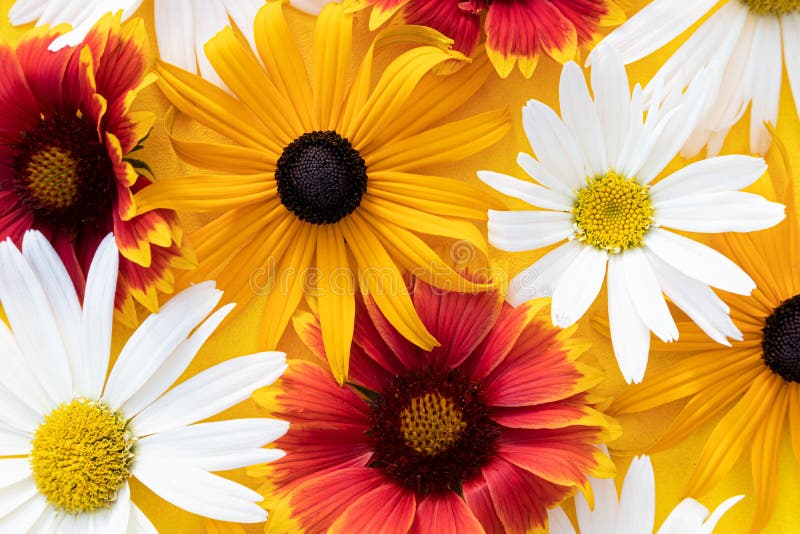 A Bright Floral Arrangement. Top View, Flat Layout. Postcard. Stock ...